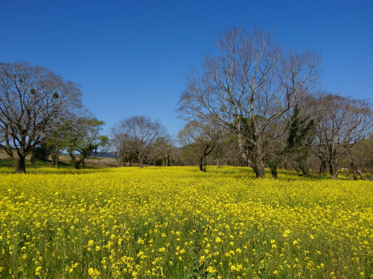 Canola Flower Field in Nyuta Willow Forest｜What to See & Do｜VISIT KOCHI ...