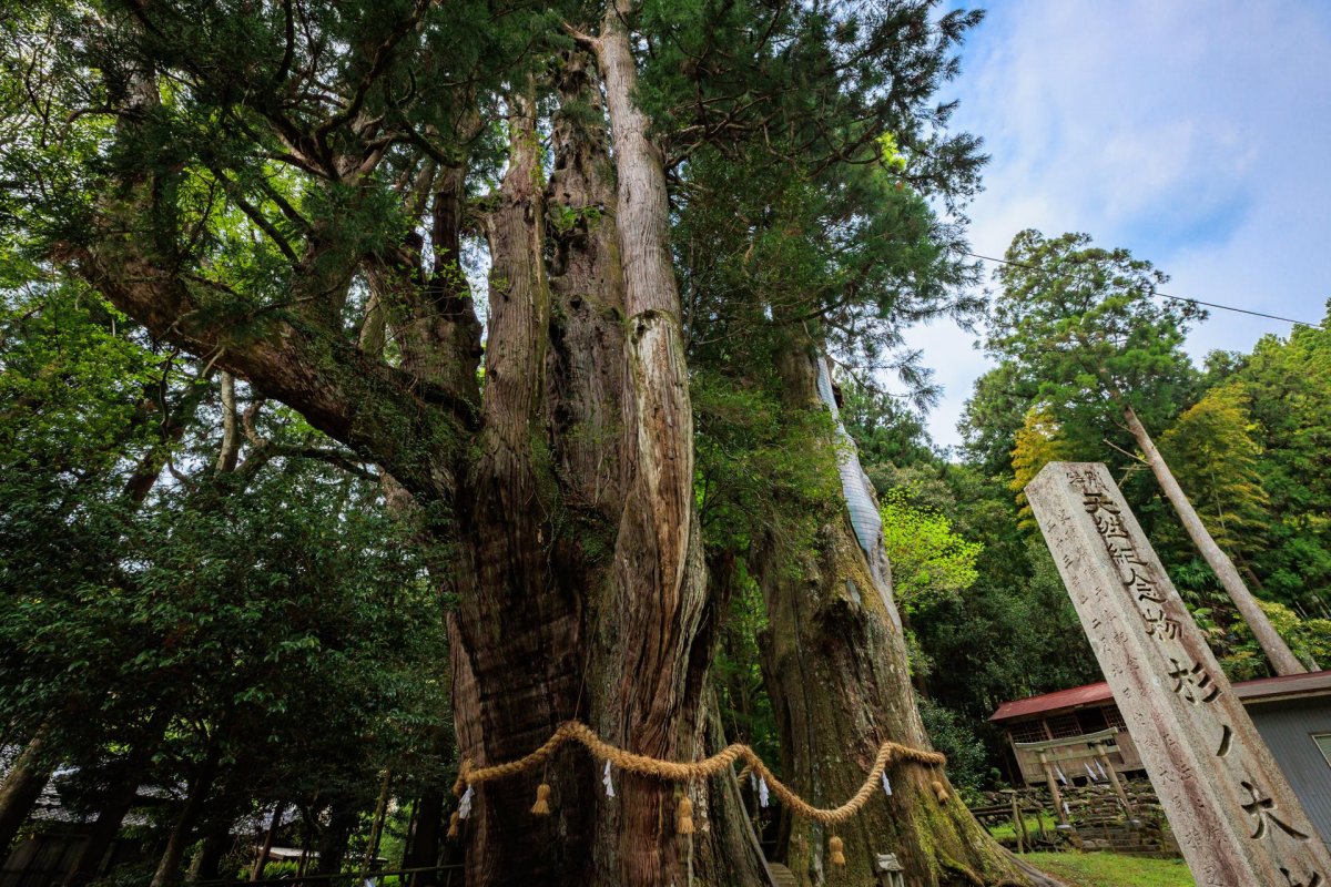 Sugi-no-Osugi Cedar Tree｜What to See & Do｜VISIT KOCHI JAPAN