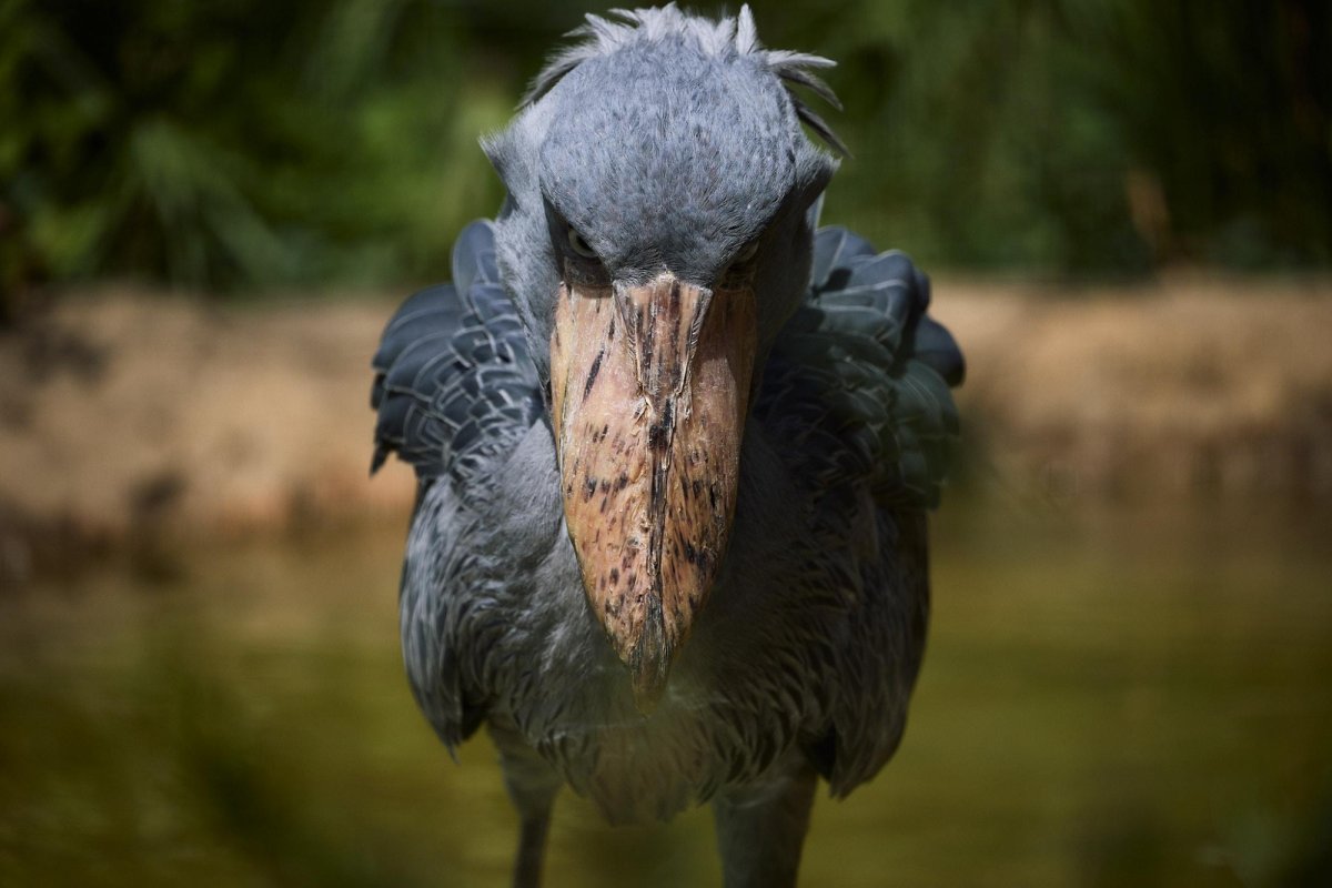 Noichi Zoological Park of Kochi Prefecture｜What to See & Do｜VISIT KOCHI ...