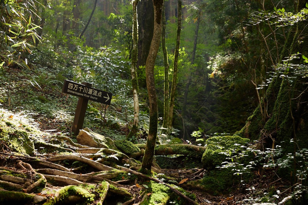 The Source of the Shimanto River｜Activities｜VISIT KOCHI JAPAN