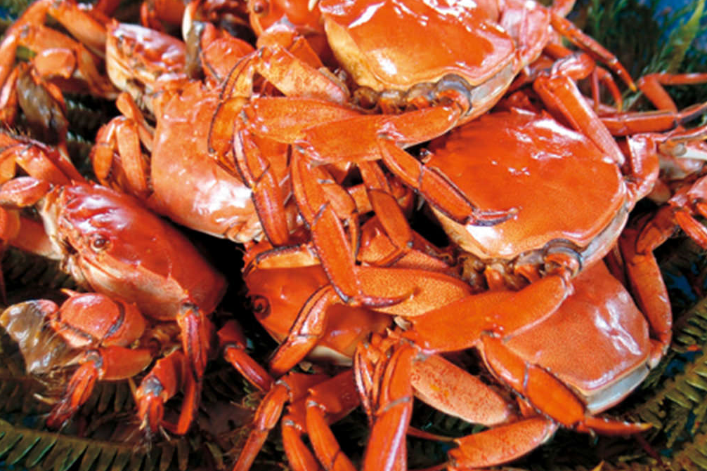 Shimanto River Valley: Japan's Best Kept Secret｜Highlights｜VISIT KOCHI ...